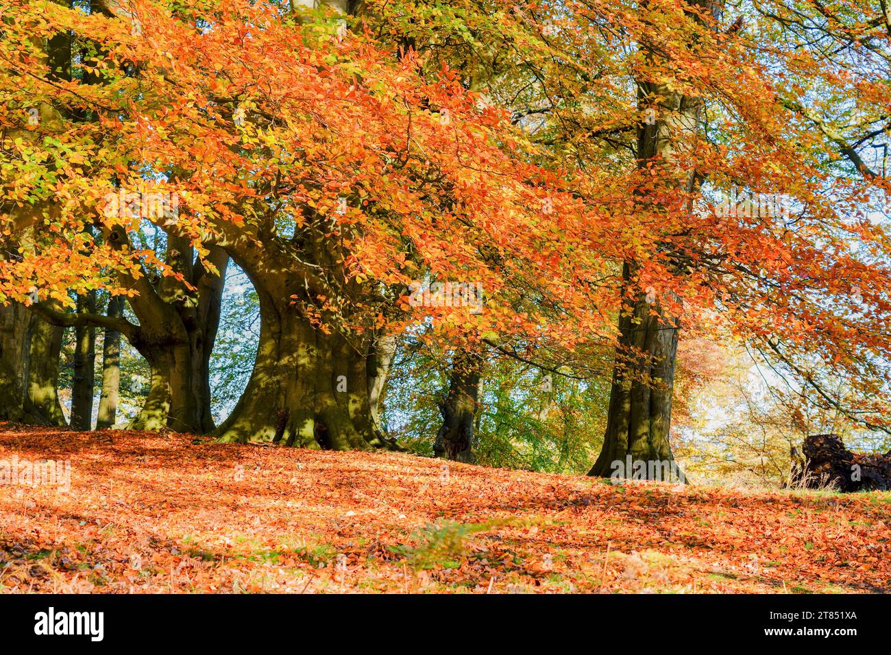 Autumn trees in full Autumn foliage taken in Kings Wood Staffordshire ...