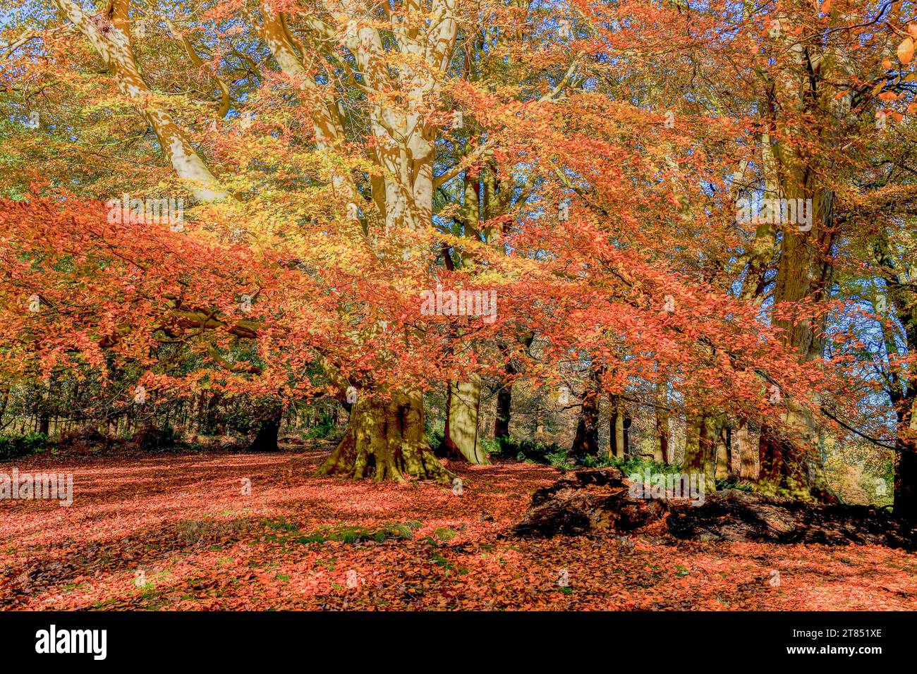 Autumn trees in full Autumn foliage taken in Kings Wood Staffordshire ...