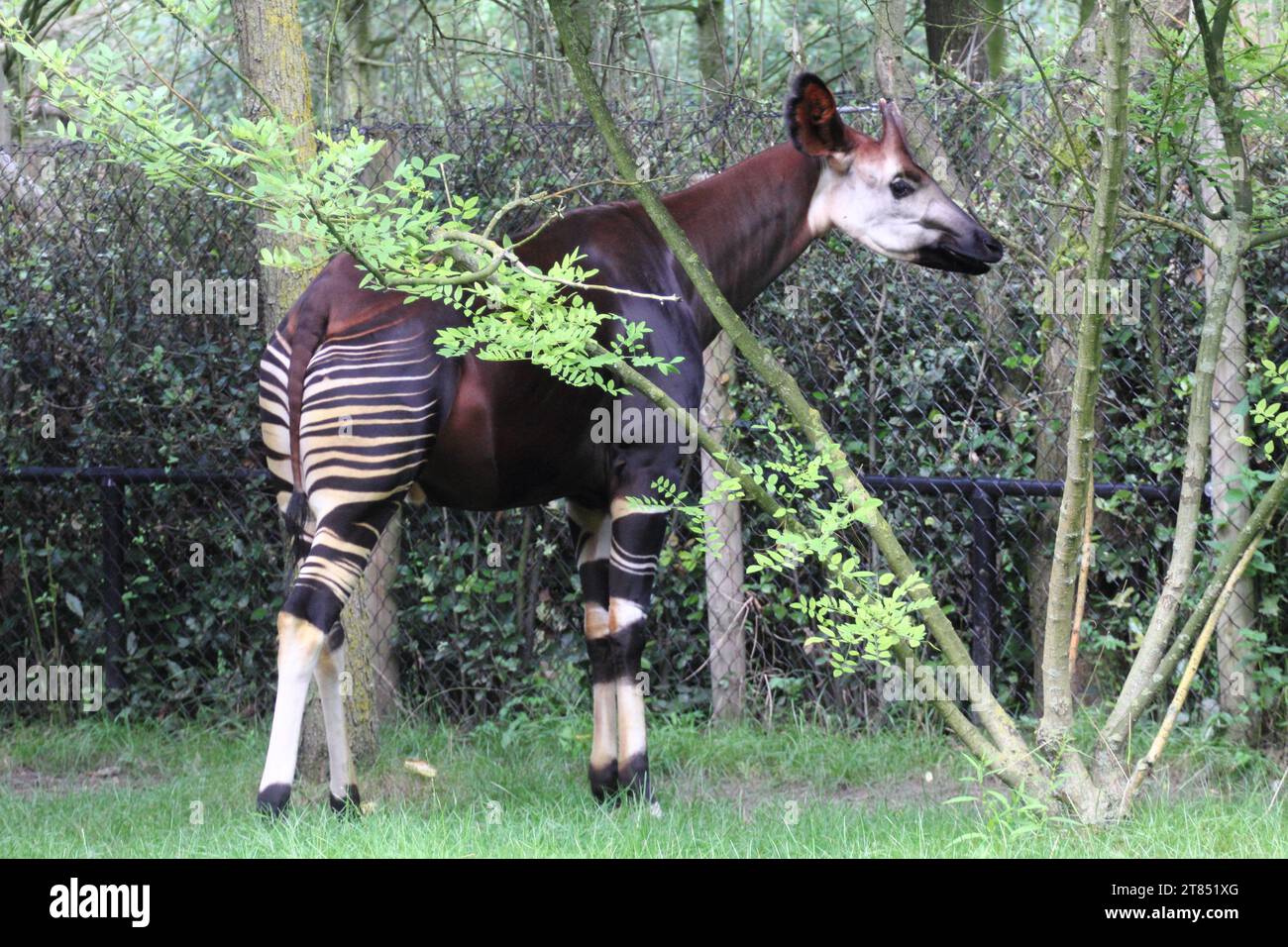 The okapi (Okapia johnstoni) is a giraffid artiodactyl mammal native to ...