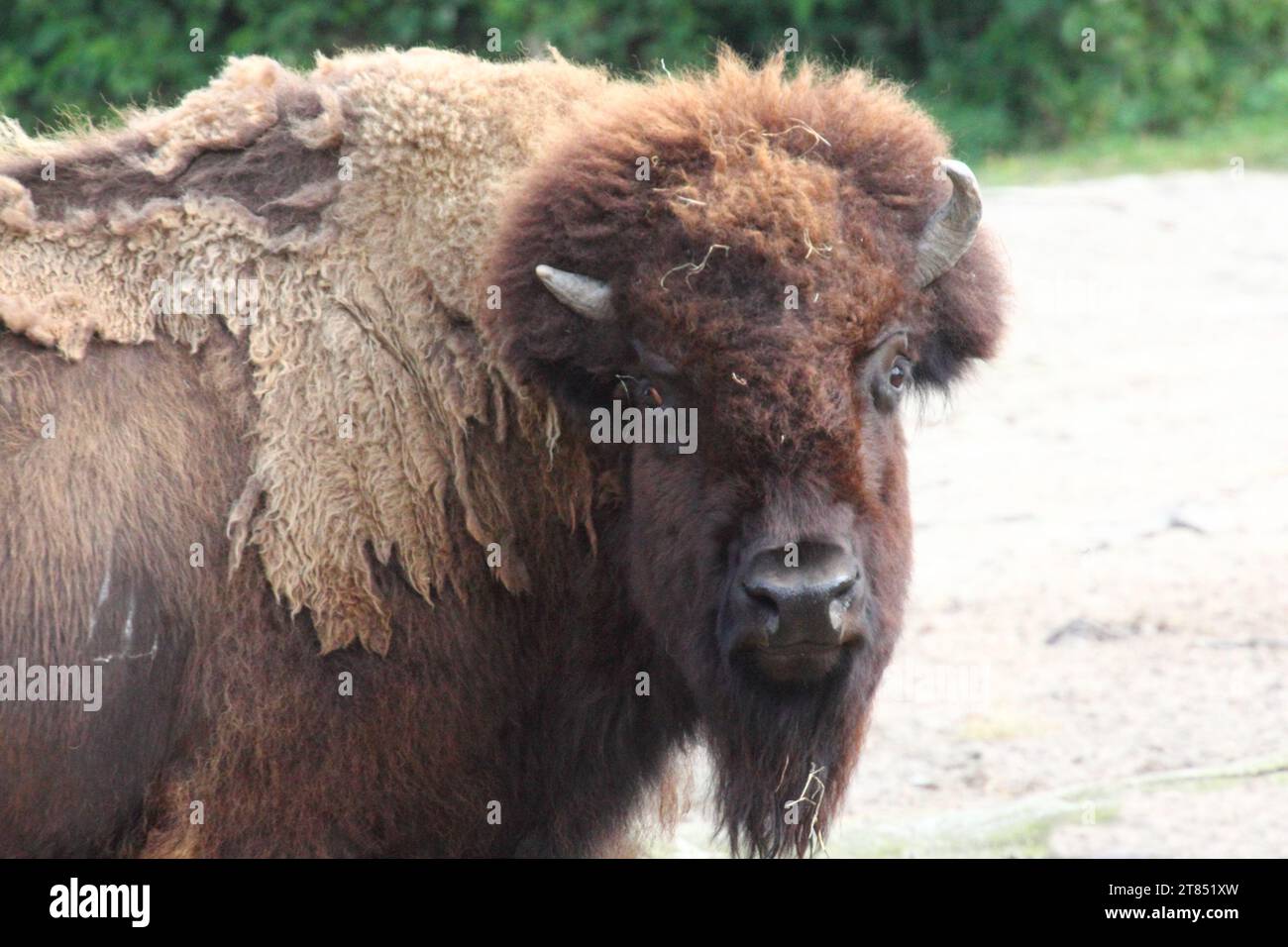 Bison are large, even-toed ungulates in the genus Bison within the ...