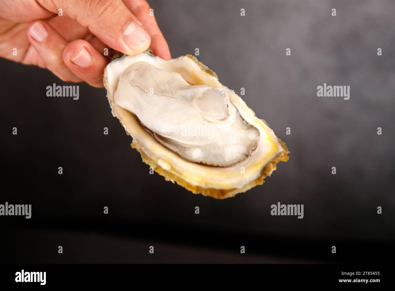 very fresh steamed oysters in shell Stock Photo - Alamy