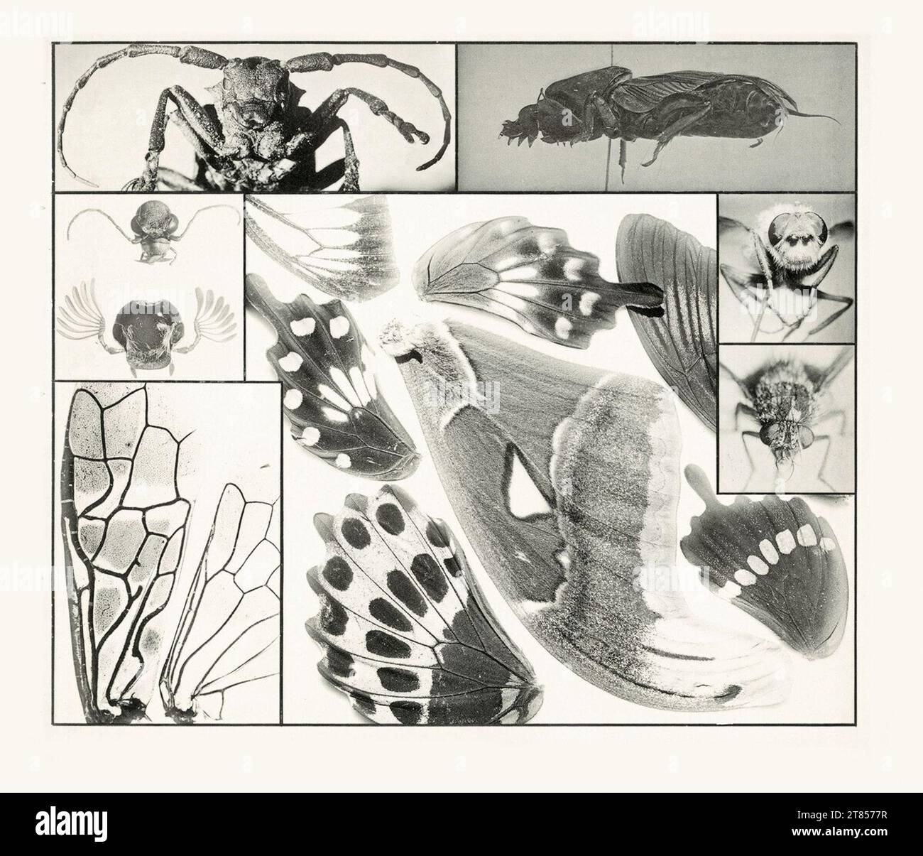 Martin Gerlach sen. (Herausgeber in) Heads and wings of different ...