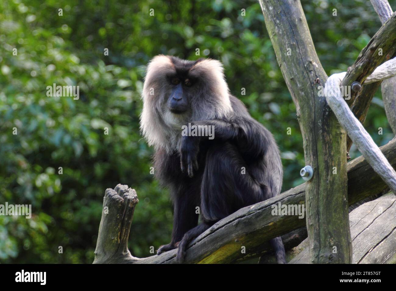 The lion-tailed macaque (Macaca silenus), or the wanderoo, is an Old ...