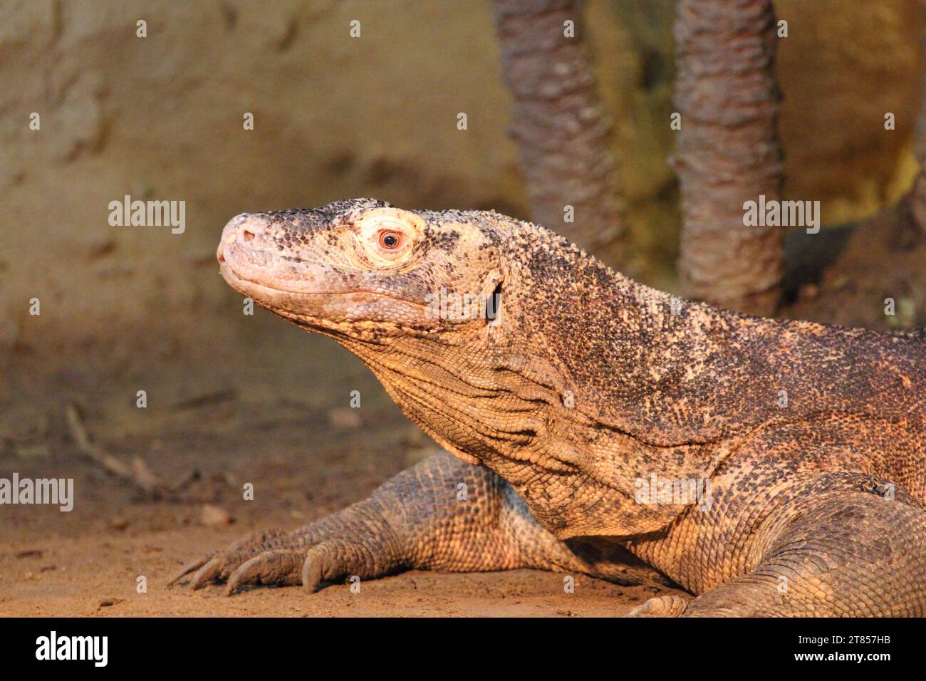 Monitor lizard is the common name of several large lizard species ...