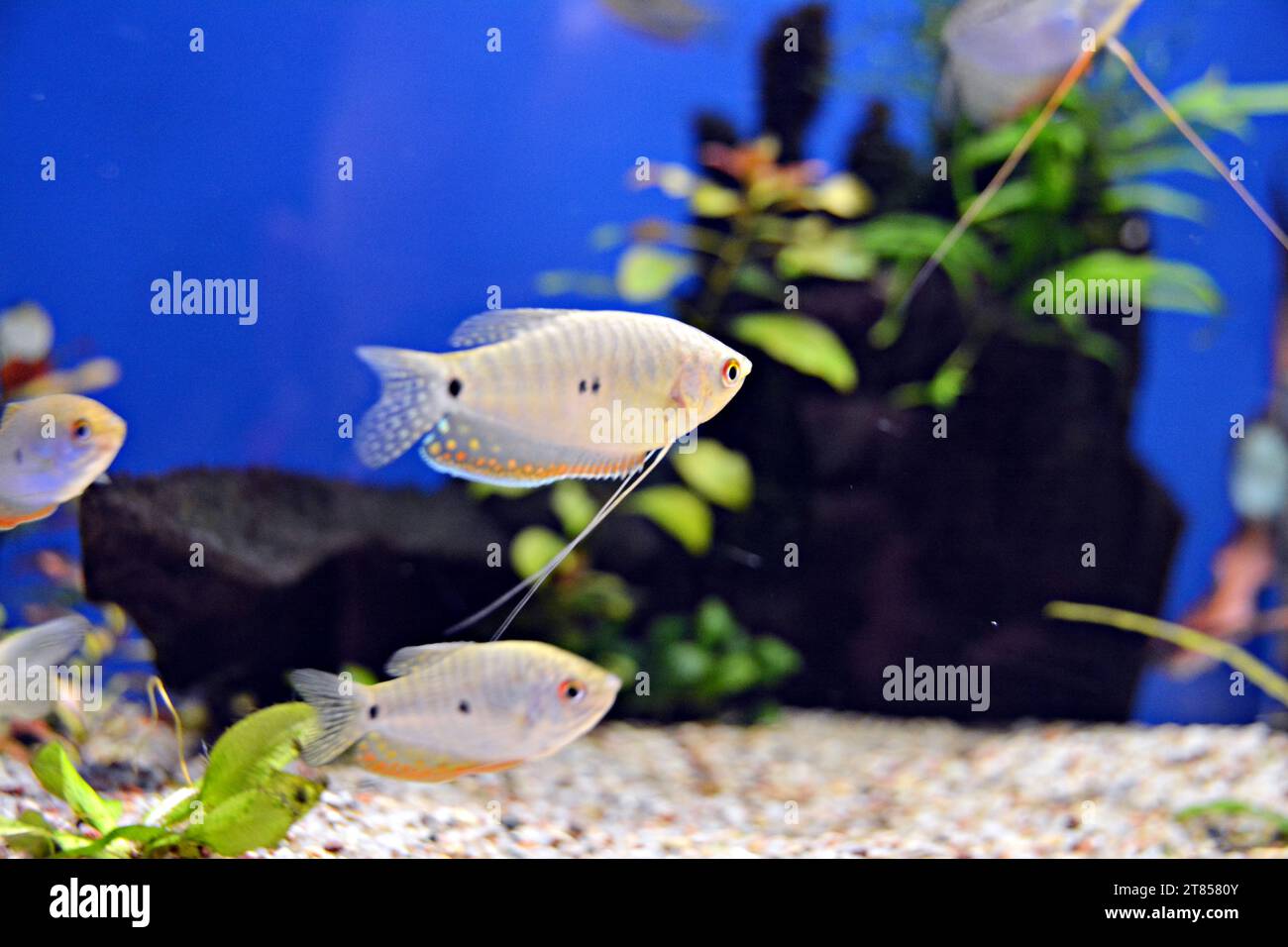 Freshwater fish in a small shop aquarium Stock Photo - Alamy