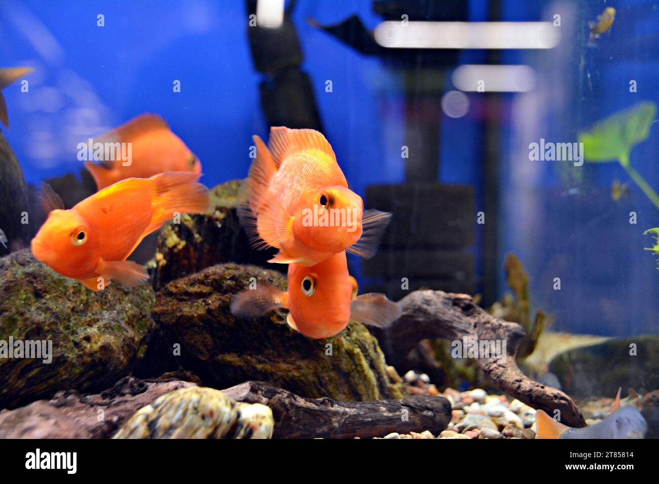 Freshwater fish in a small shop aquarium Stock Photo - Alamy