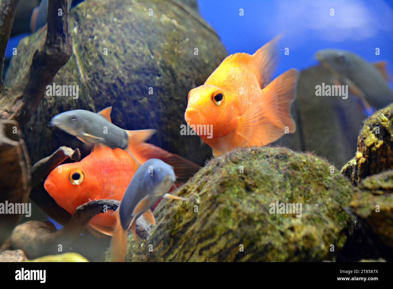 Freshwater fish in a small shop aquarium Stock Photo - Alamy