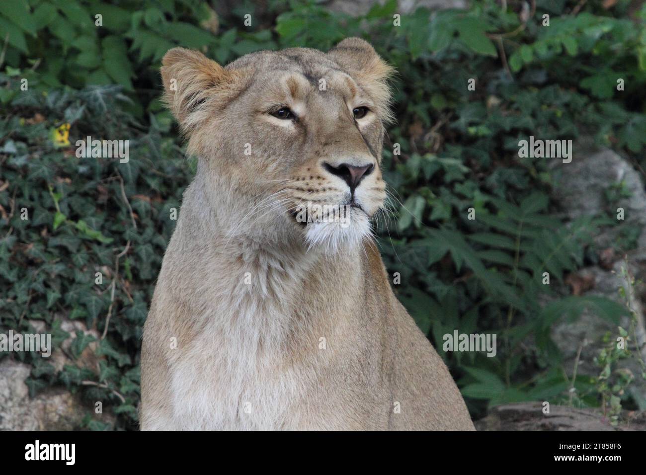 The Asiatic lion (Panthera leo leo) is a lion population in Gujarat ...