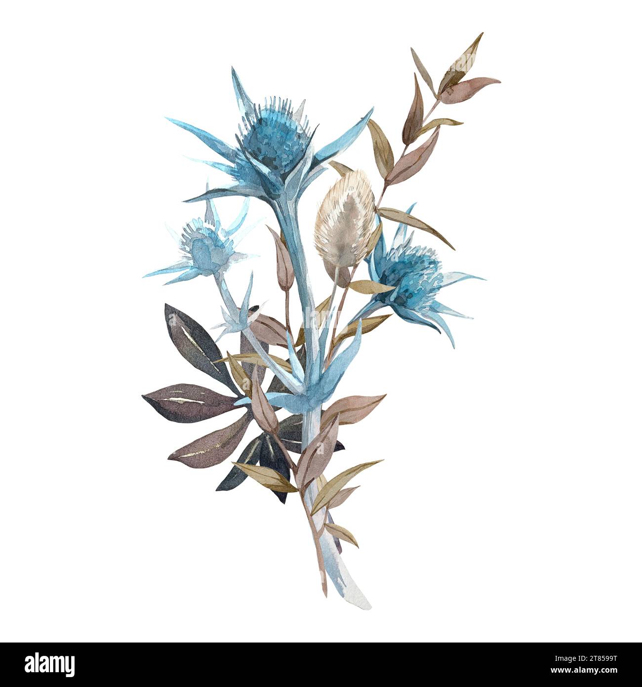 Botanical illustration eryngium hi-res stock photography and images - Alamy