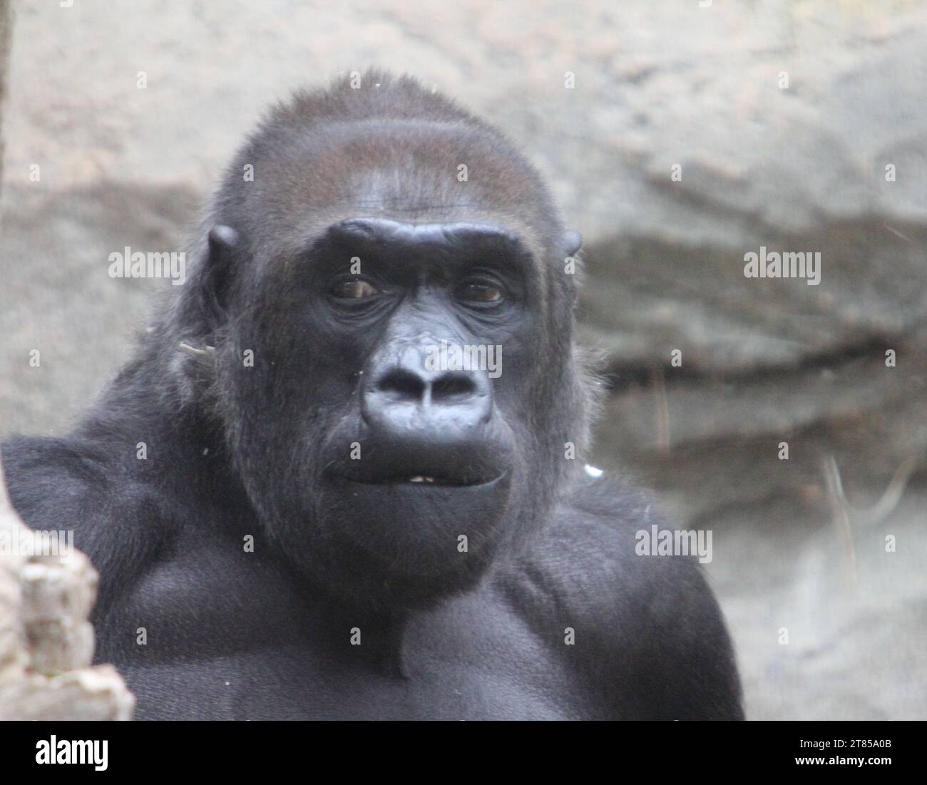 Gorillas are ground-dwelling, predominantly herbivorous apes that ...