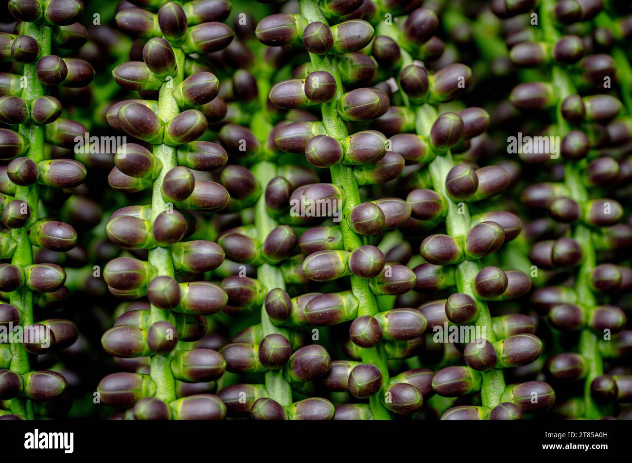 Fruit of the Arenga pinnata, also known as the feather palm, sugar palm ...