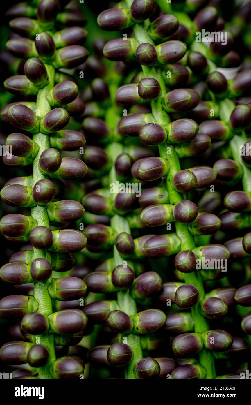 Fruit of the Arenga pinnata, also known as the feather palm, sugar palm ...