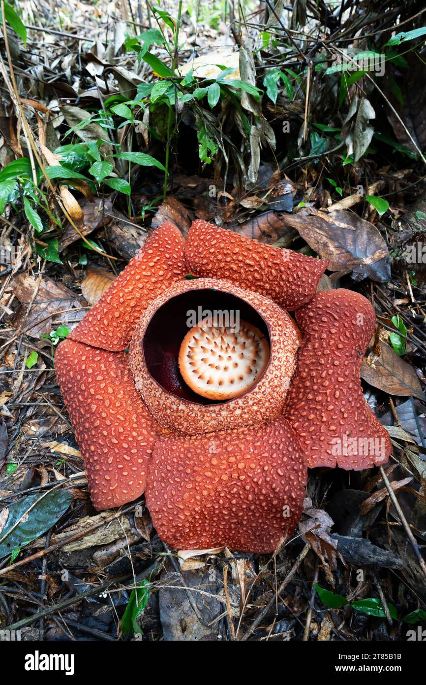 Rainforest corpse flower hi-res stock photography and images - Alamy