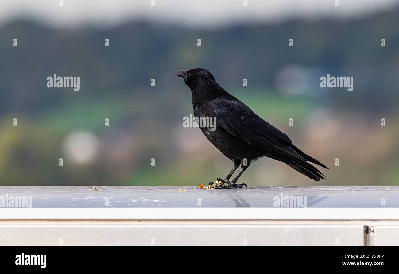 Ist ein sperlingsvogel hi-res stock photography and images - Alamy