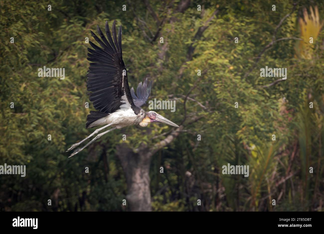Bangladesh national bird hi-res stock photography and images - Alamy