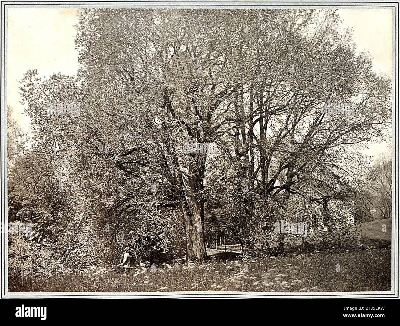 Johann Linck Man in park landscape. Silver gelatin paper, on the box ...