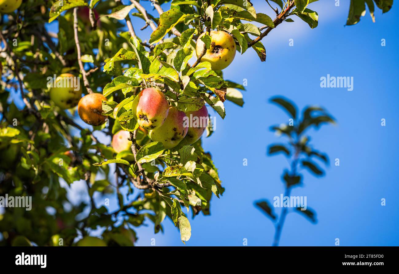 Roter apfelbaum hi-res stock photography and images - Alamy