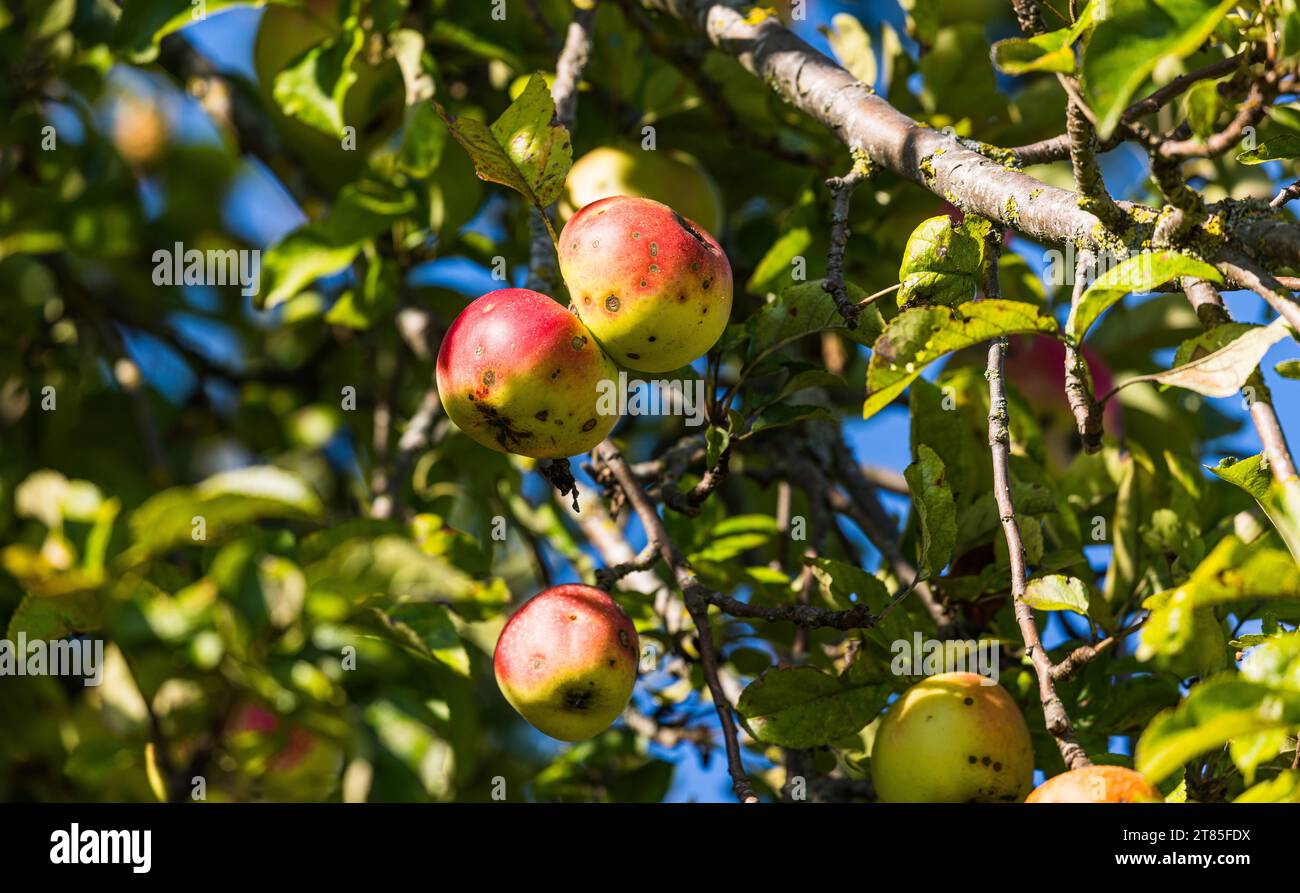 Roter apfelbaum hi-res stock photography and images - Alamy