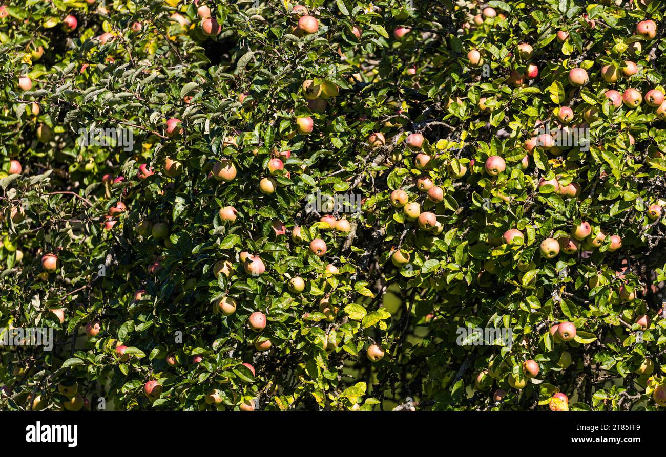 Roter apfelbaum hi-res stock photography and images - Alamy