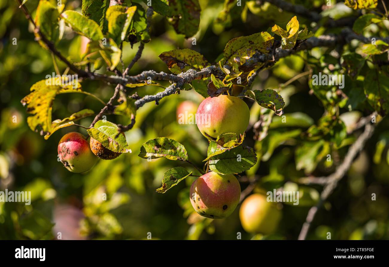 Roter apfelbaum hi-res stock photography and images - Alamy