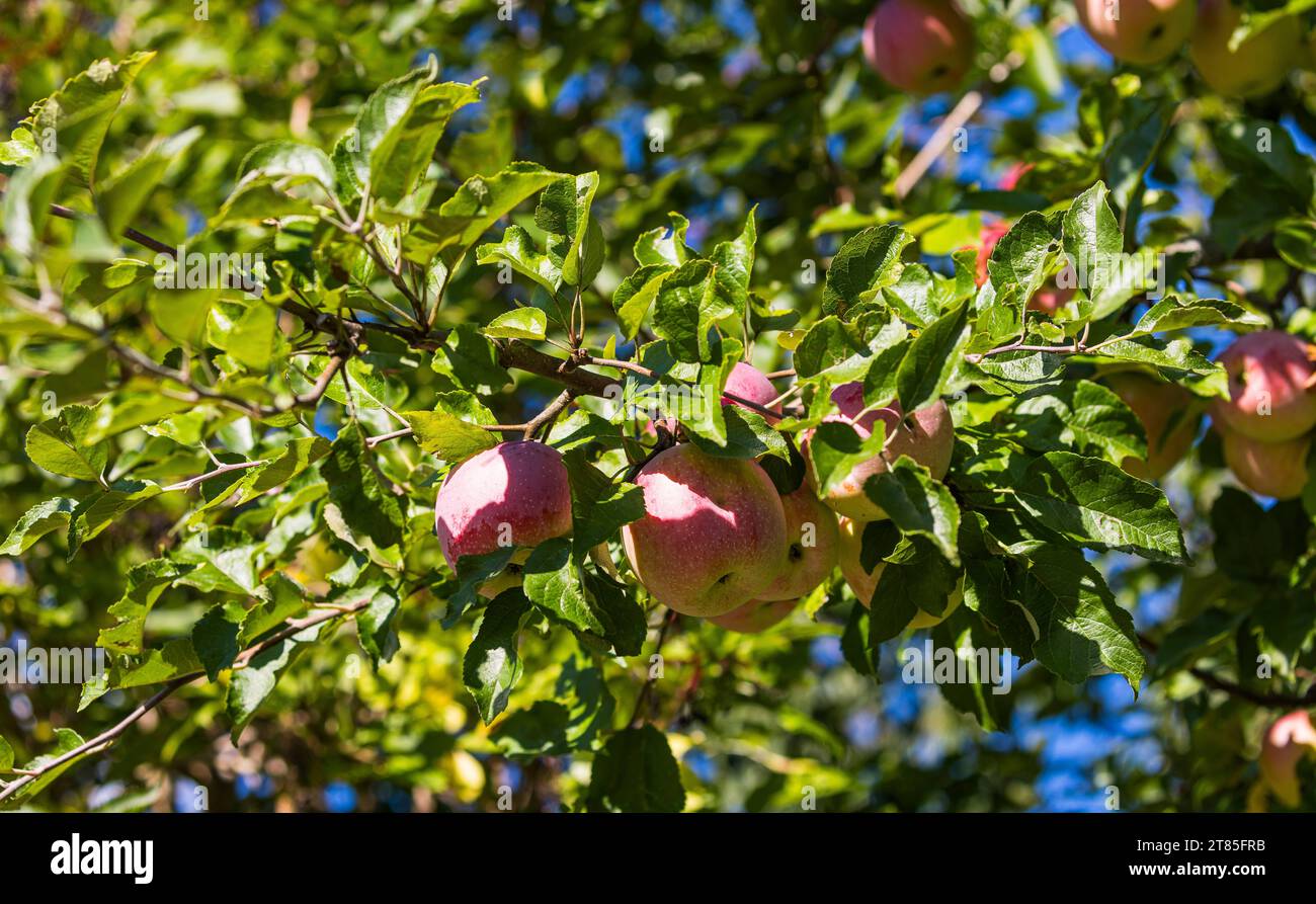 Roter apfelbaum hi-res stock photography and images - Alamy