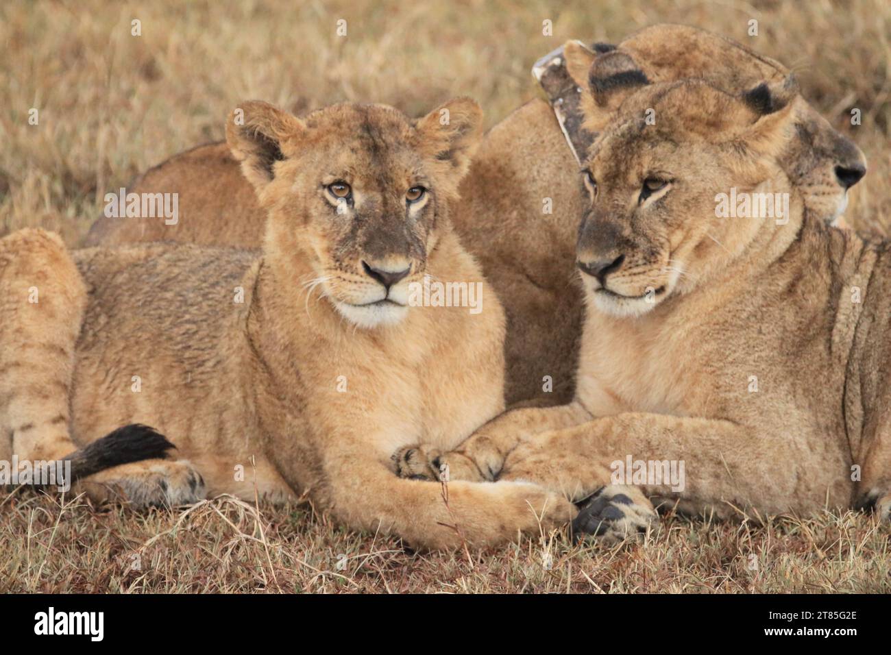 Pride of Lions Stock Photo - Alamy