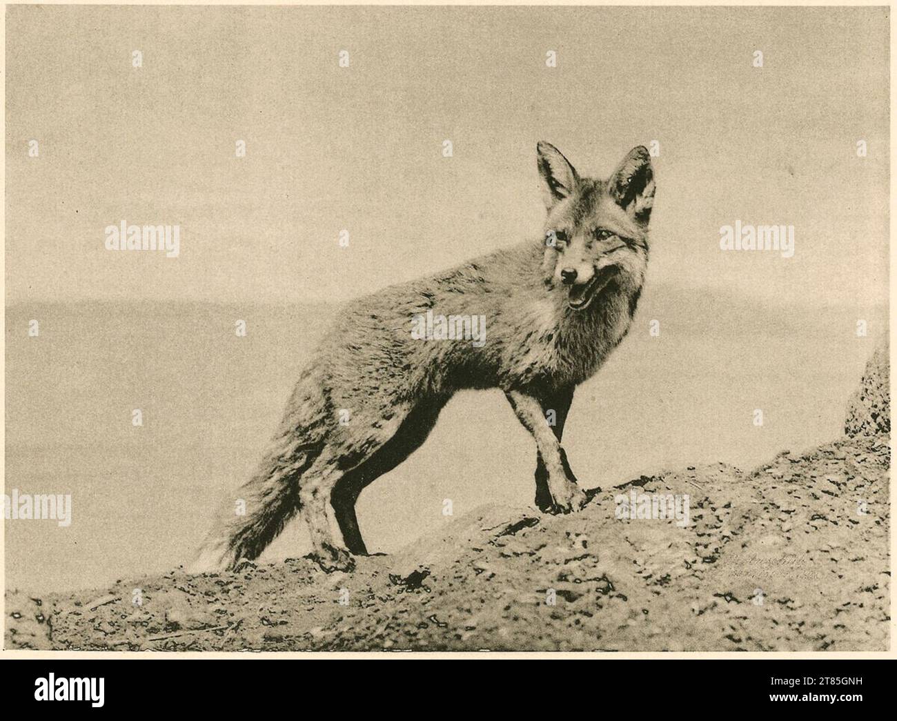 Albert Frisch (Druck) Fuchs. Technical Collotype 1886 , 1886 Stock ...