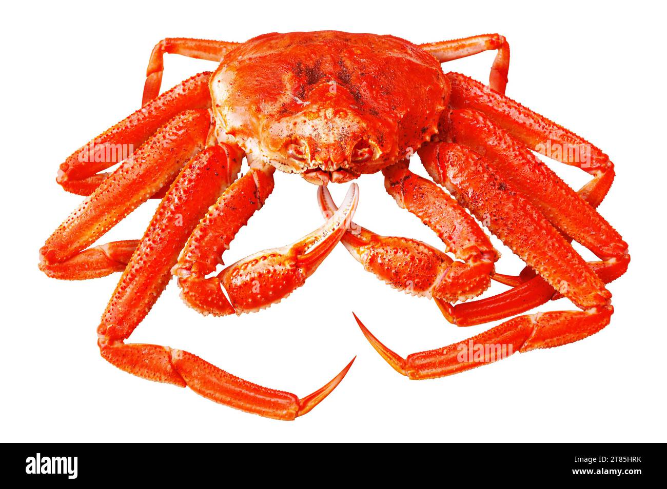 Red Alaskan King Crab, Isolated on white background with clipping path ...