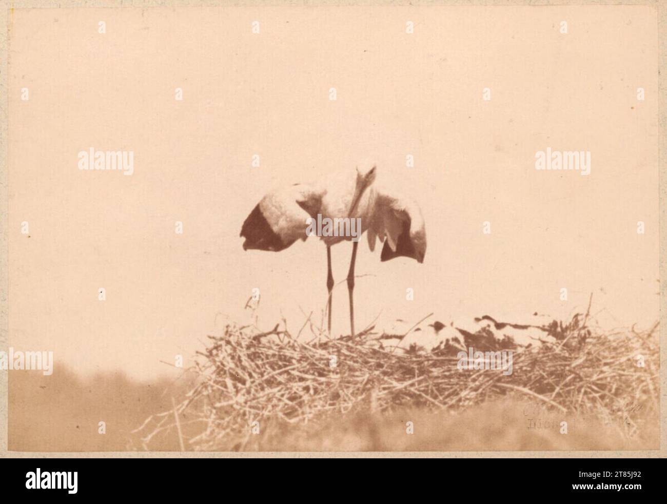 Slightly spread wings hi-res stock photography and images - Alamy