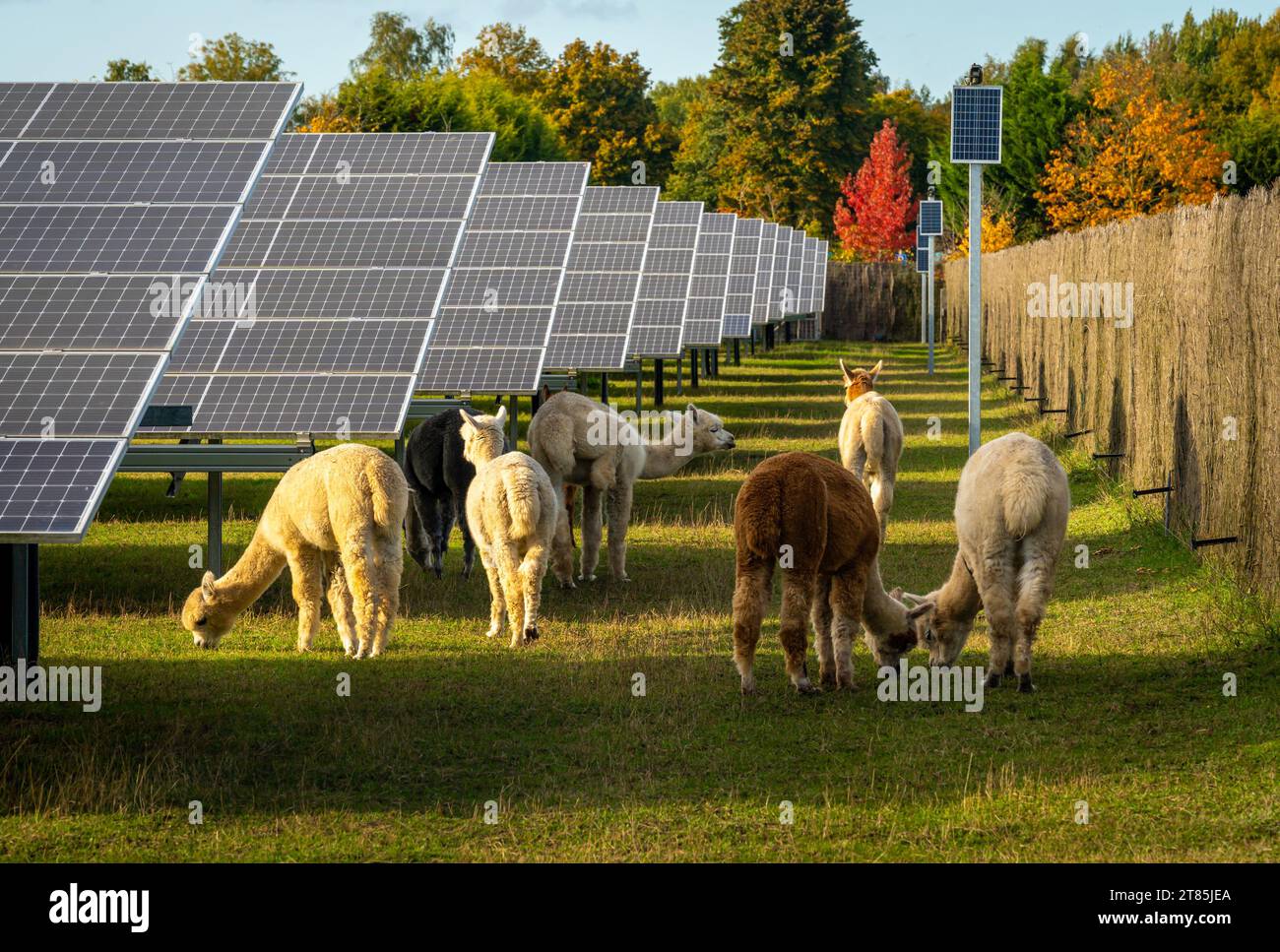 Large solar panel park with animals. Photovoltaic energy and livestock ...