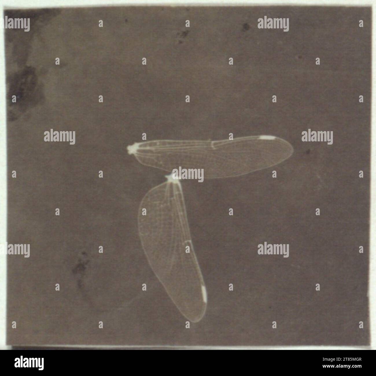 Amand Schlossarek Photogram: dragonfly wing. Salt paper, attached to ...
