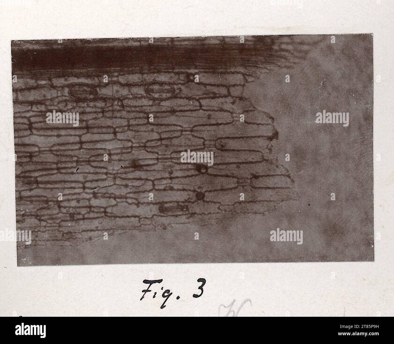 Frana Jesenko Microscopic surface cut through the epidermis of the leaf ...