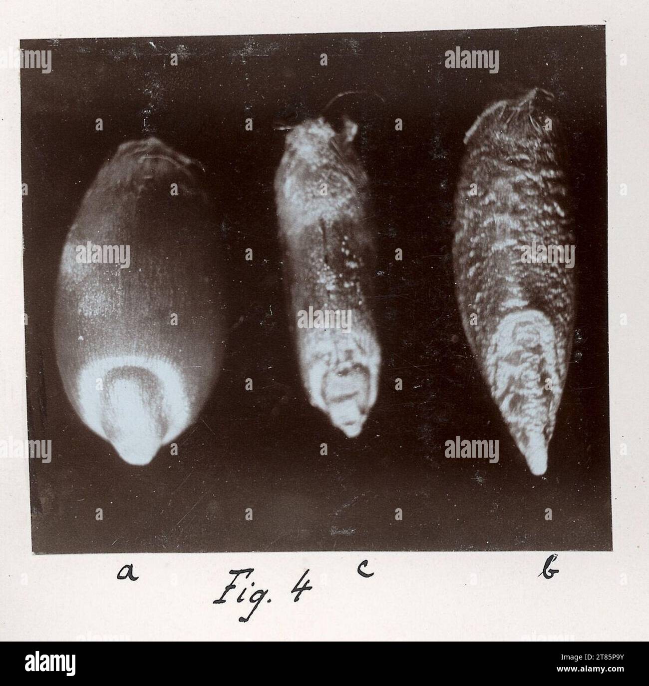 Frana Jesenko Grains of Northern Strand wheat, Petkuser Rye and their ...