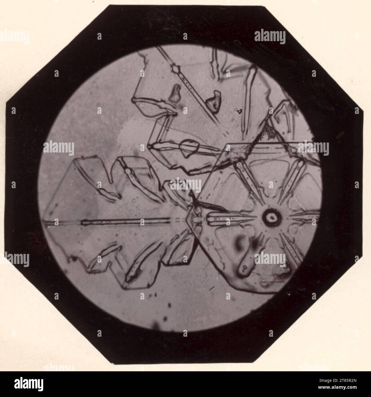 Albumin crystals hi-res stock photography and images - Alamy