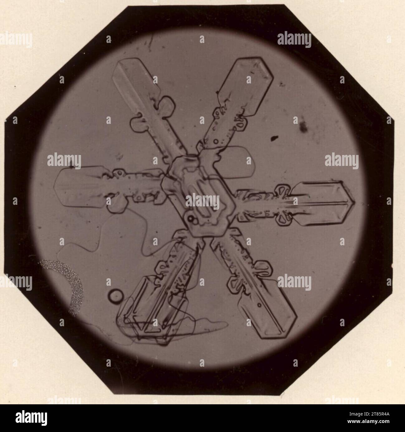 Albumin crystals hi-res stock photography and images - Alamy