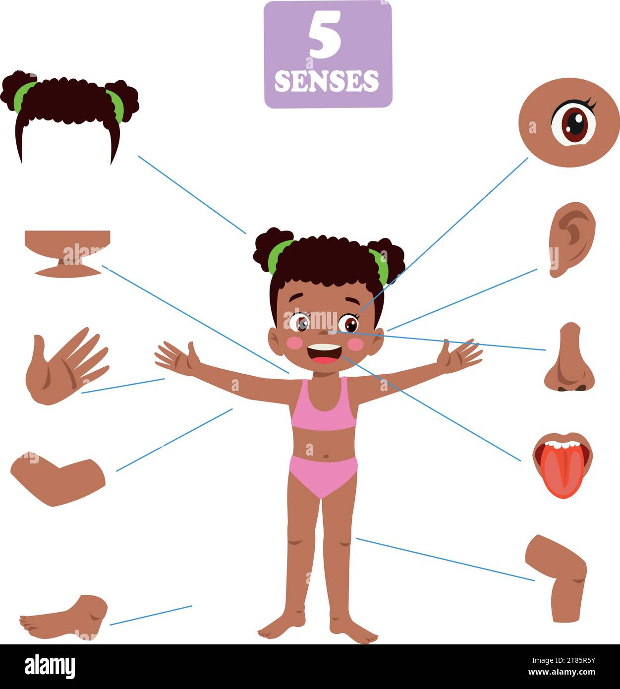 Five Senses Concept With Human Organs Stock Vector Image & Art - Alamy