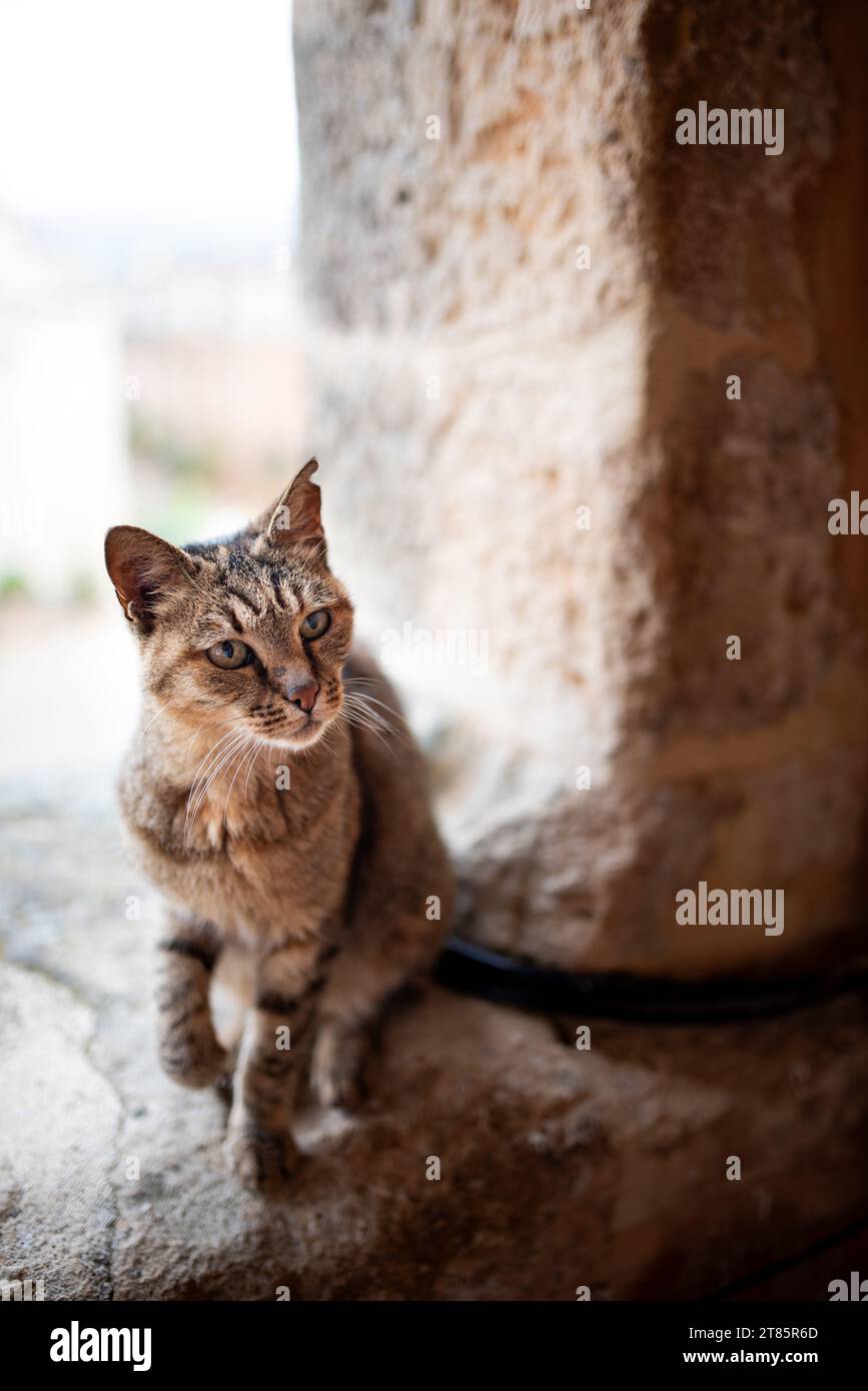 A homeless cat on a Greek street Stock Photo - Alamy