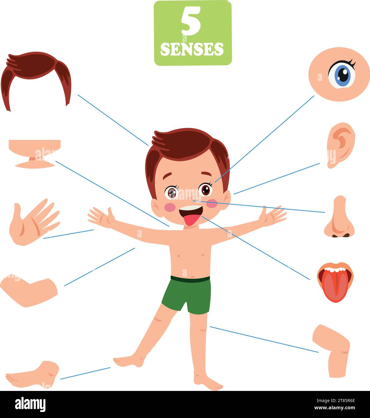 Five Senses Concept With Human Organs Stock Vector Image & Art - Alamy