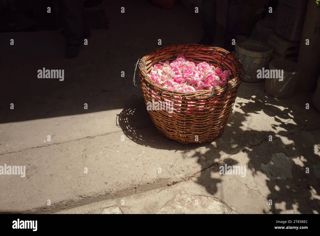 Isparta, Turkey - June 6, 2022: all stages of rose oil distillation ...