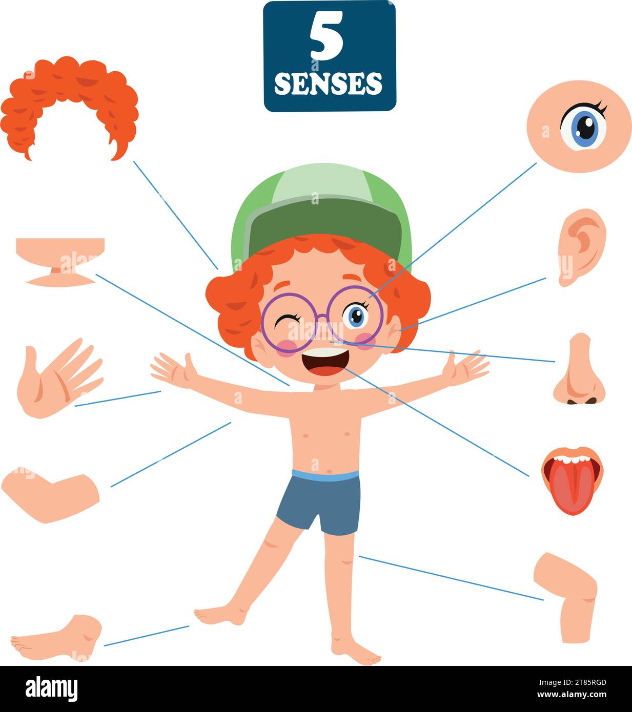 Five Senses Concept With Human Organs Stock Vector Image & Art - Alamy