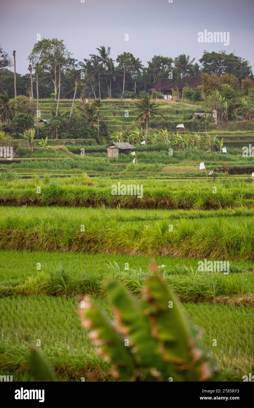 Balinese sunrise: Young rice terraces in the calm morning light of ...