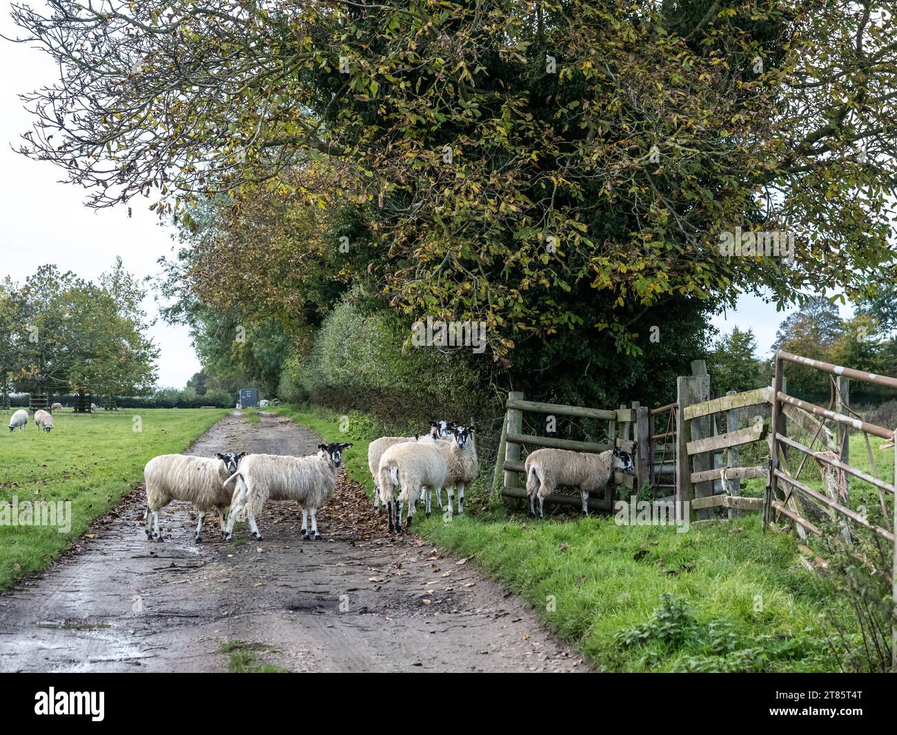Sheep next to gate hi-res stock photography and images - Alamy