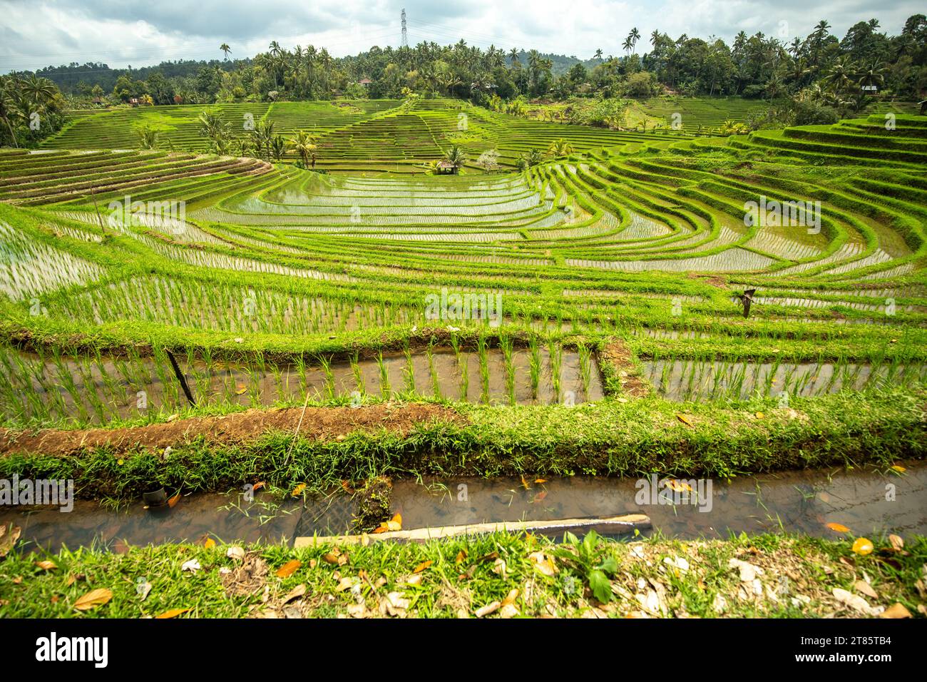 Balinese sunrise: Young rice terraces in the calm morning light of ...