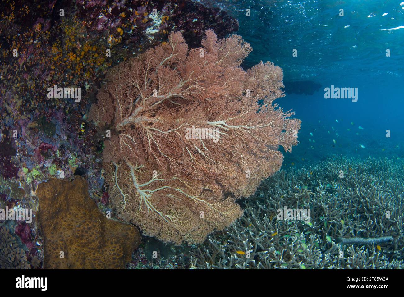 A beautiful gorgonian thrives on a shallow, current-swept reef in Raja ...
