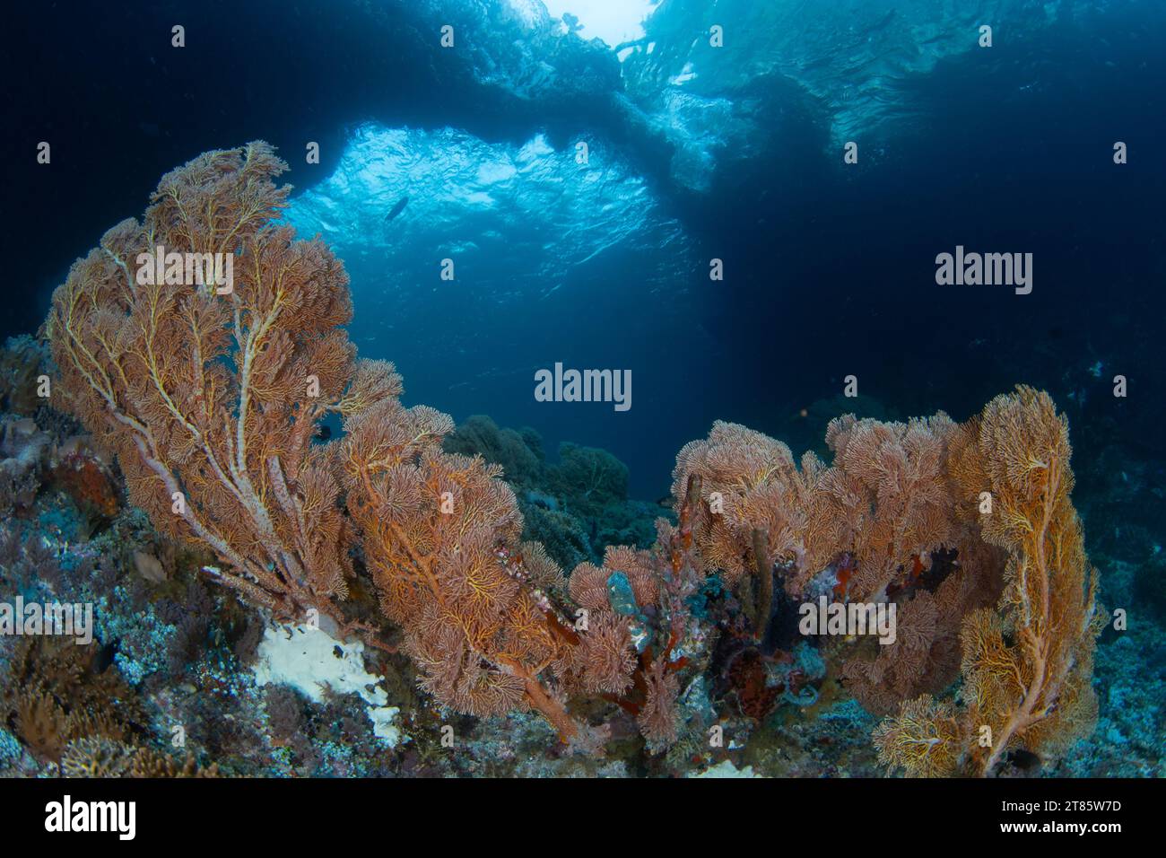 Beautiful gorgonians thrive on a shallow, current-swept reef in Raja ...