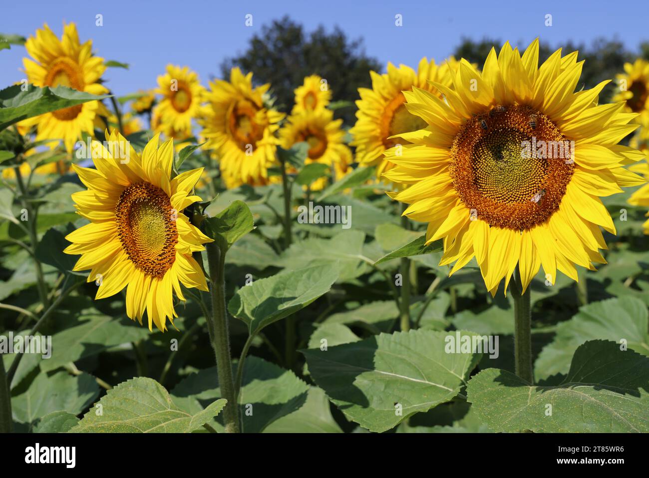 Sunflowers in bloom in the Périgord Vert. Agriculture, food ...