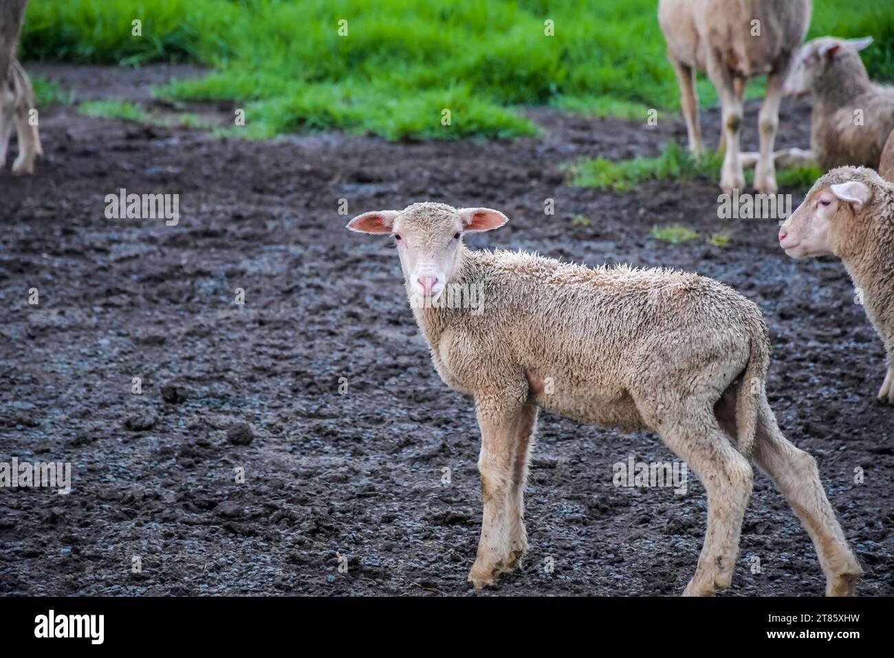 Farm animal and agriculture in countryside in midlands meander south ...