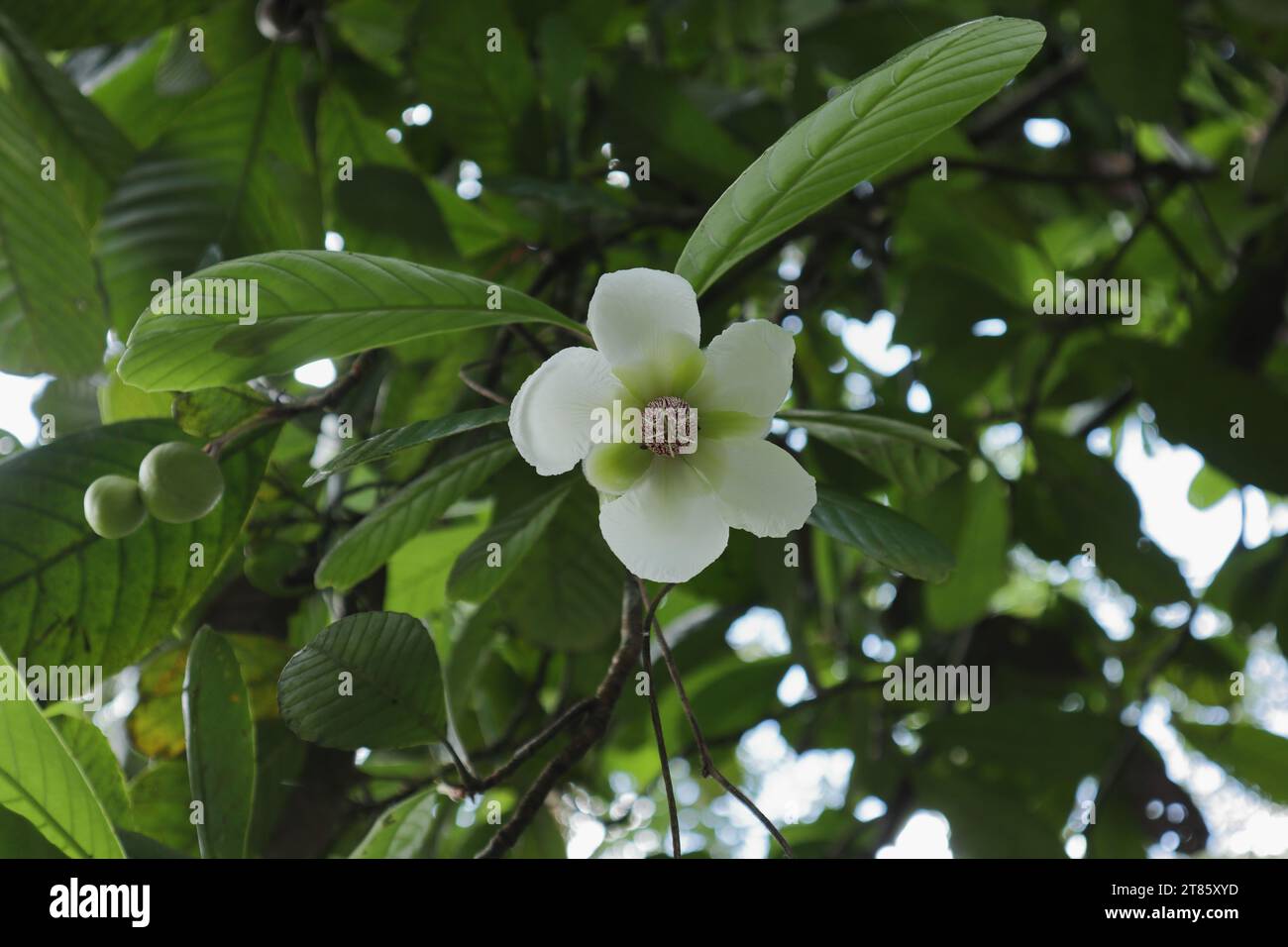 Godapara flower hi-res stock photography and images - Alamy