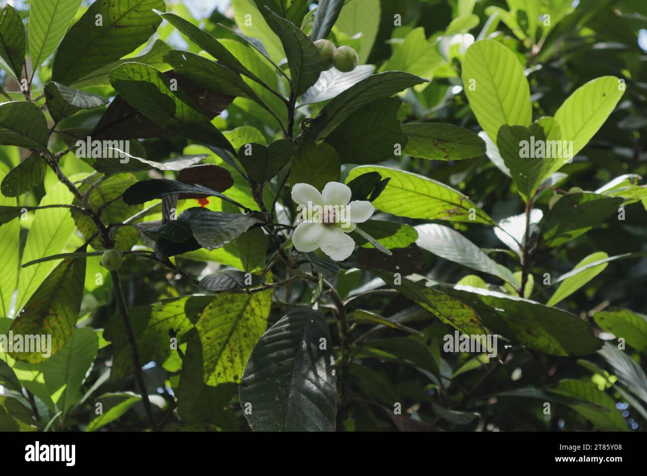 Godapara flower hi-res stock photography and images - Alamy