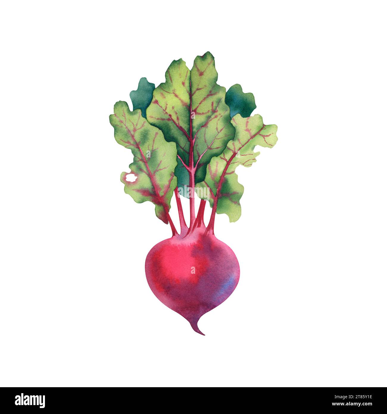 Beets, fresh vegetables. watercolor illustration on a white background ...